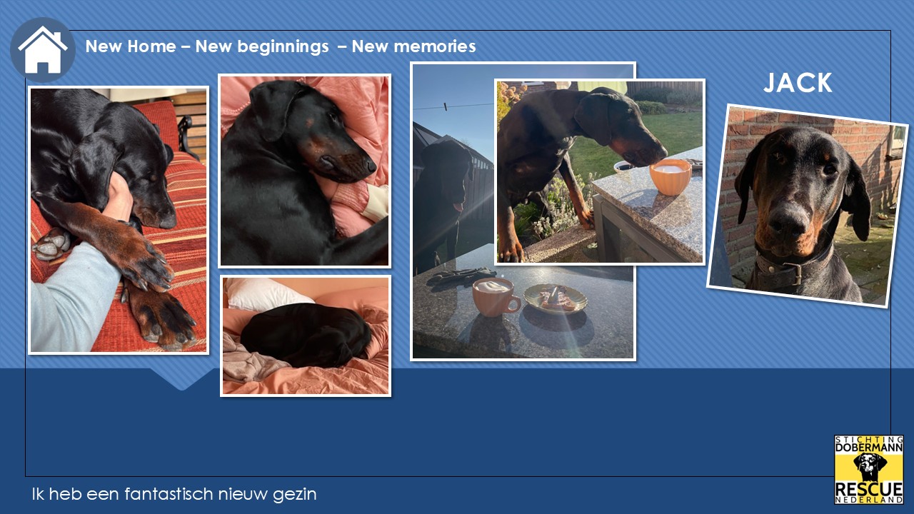 Ik heb baas | Jack | Stichting Dobermann Rescue Nederland