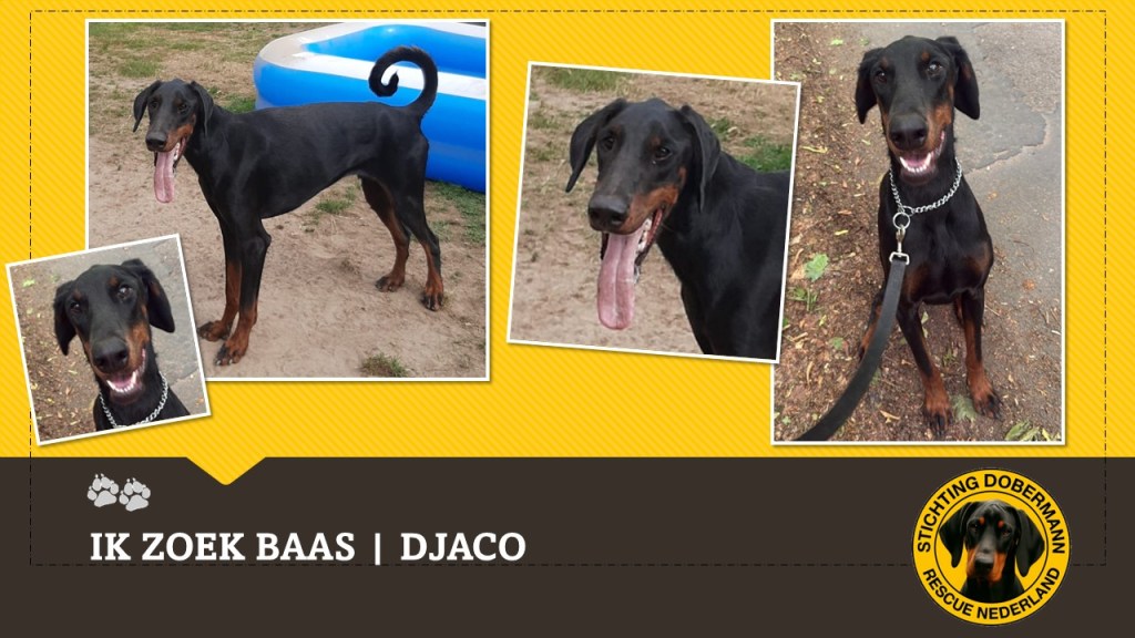 Djako | Stichting Dobermann Rescue Nederland